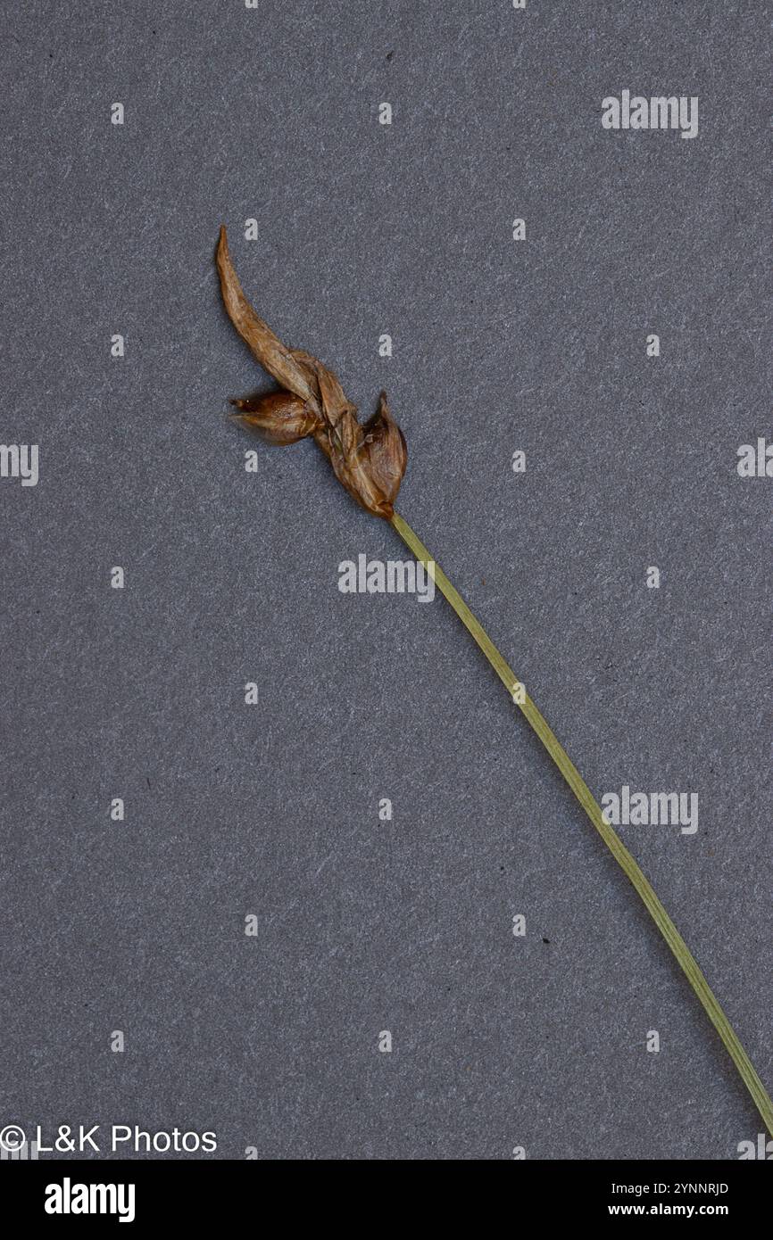 creeping sedge (Carex chordorrhiza Stock Photo - Alamy