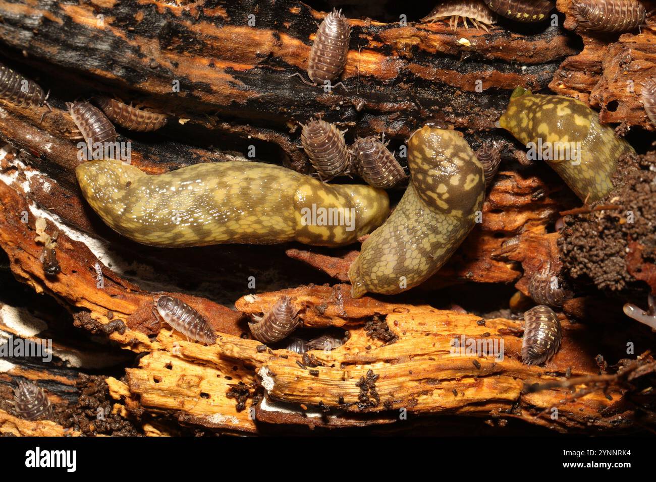 Green Cellar Slug (Limacus maculatus Stock Photo - Alamy