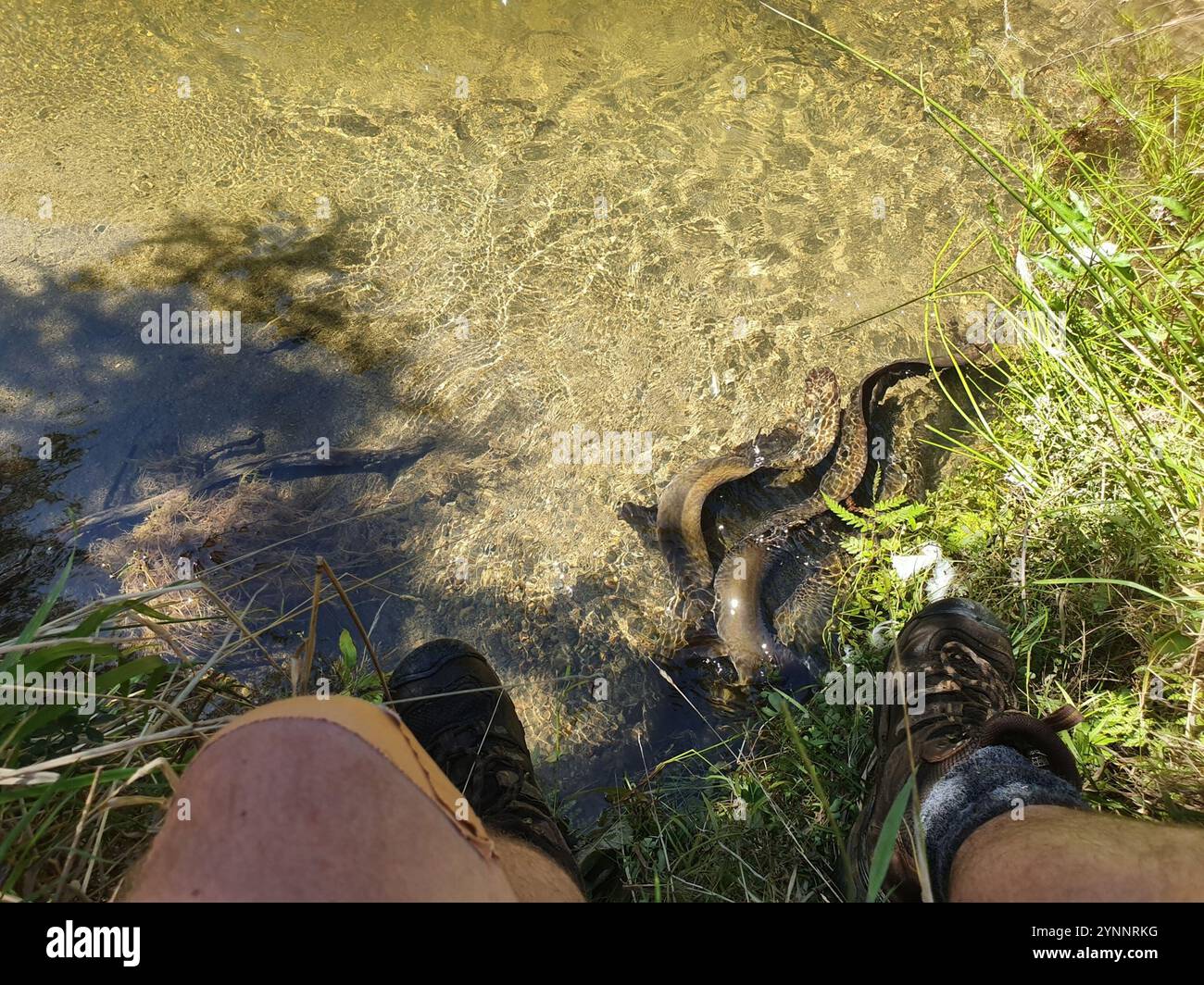 New Zealand Longfin Eel (Anguilla dieffenbachii Stock Photo - Alamy