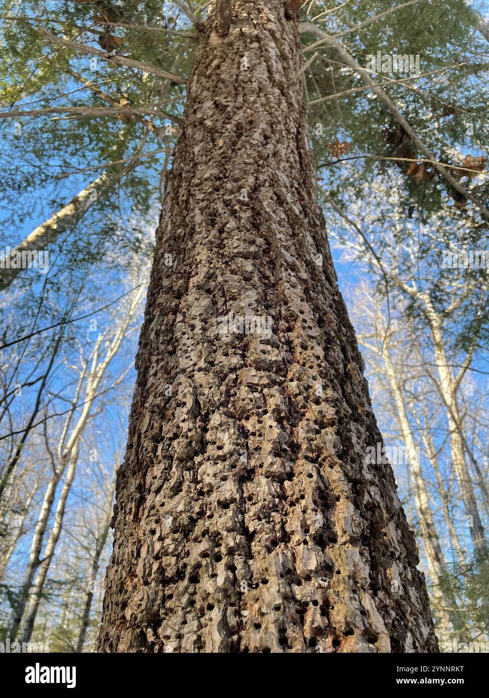 Hemlock Borer (Phaenops fulvoguttata Stock Photo - Alamy