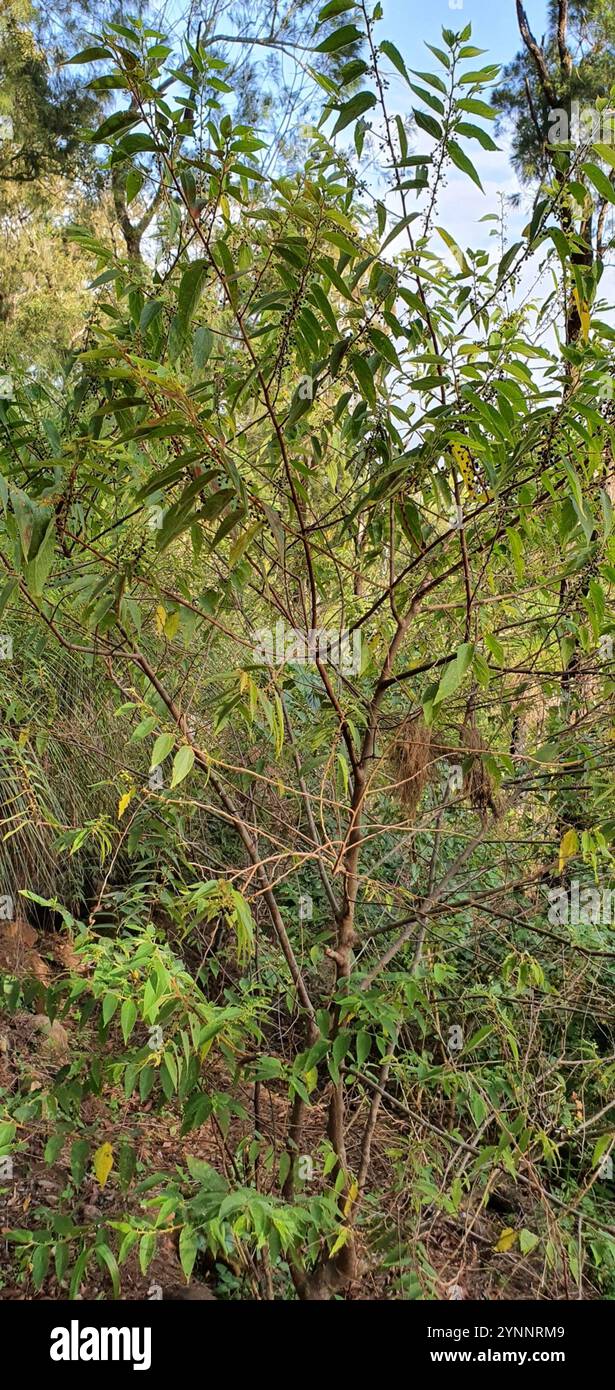 Nettle Tree (Trema tomentosa Stock Photo - Alamy