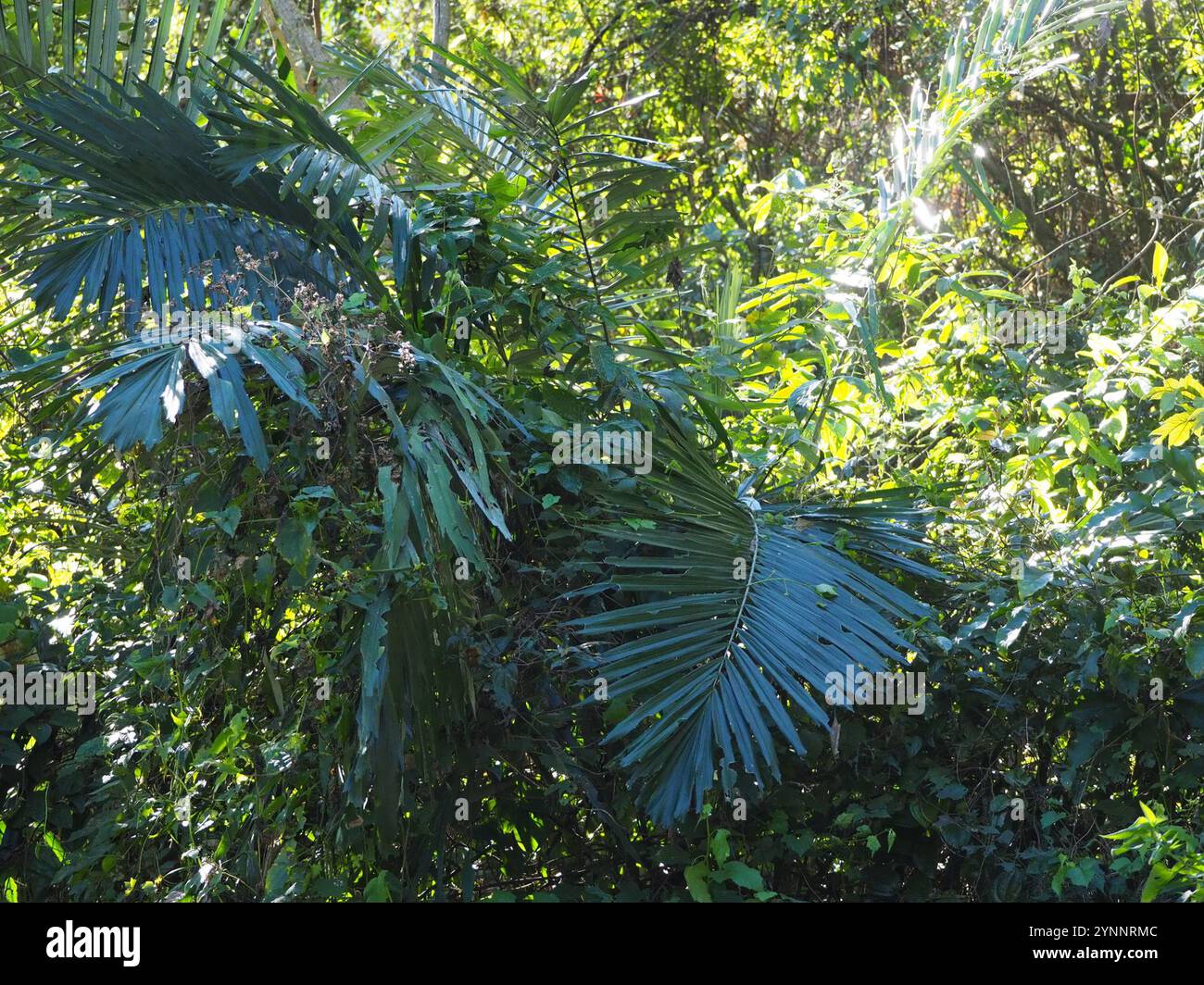 Arenga Palm (Arenga engleri Stock Photo - Alamy