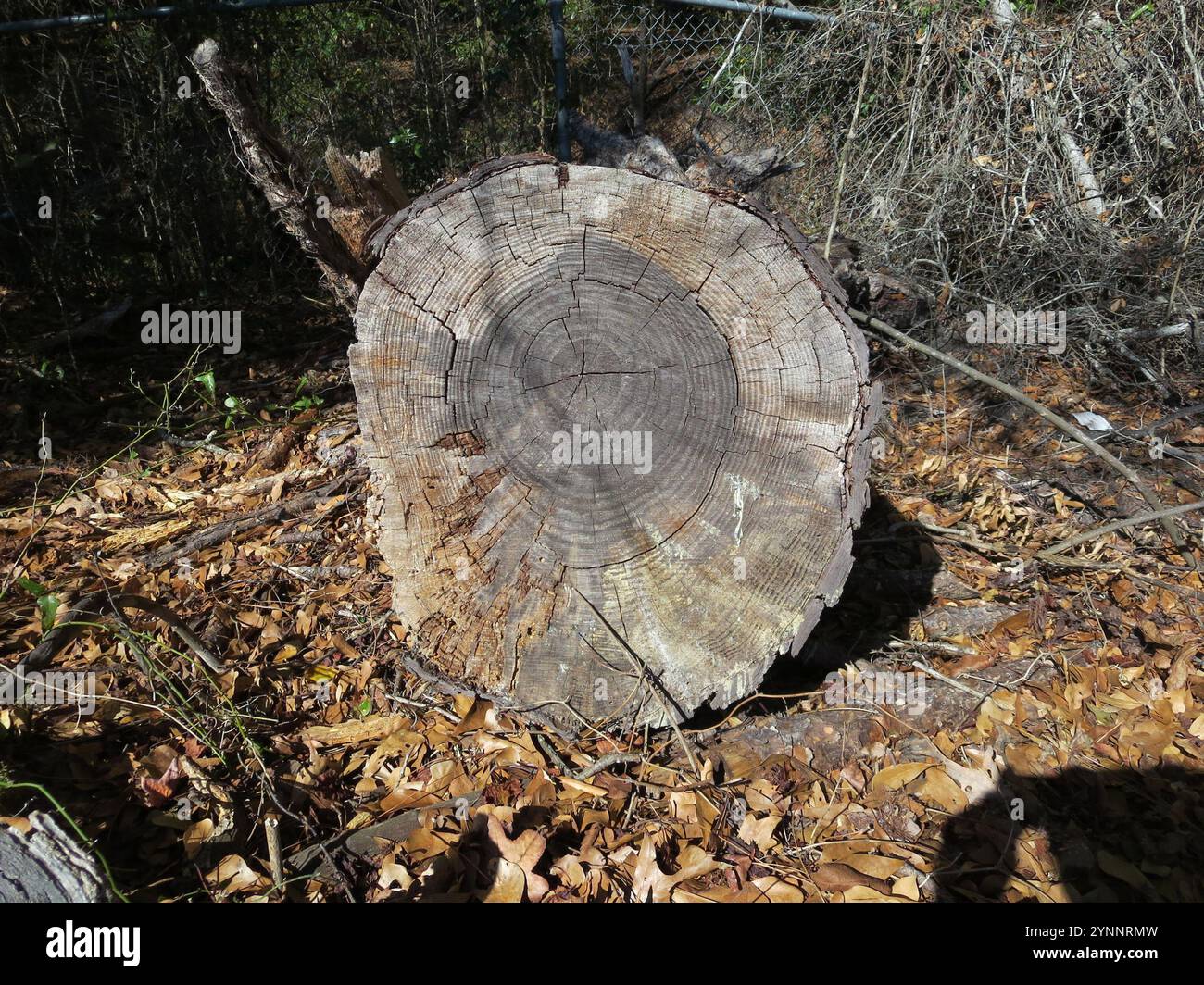 loblolly pine (Pinus taeda Stock Photo - Alamy
