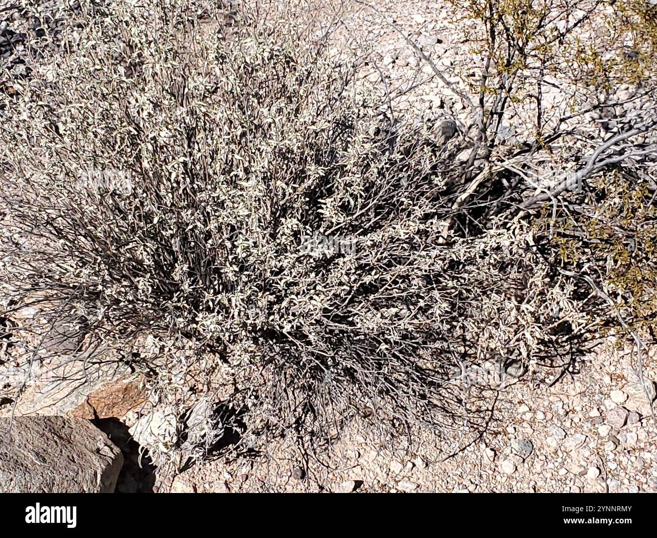 triangle-leaf bursage (Ambrosia deltoidea Stock Photo - Alamy