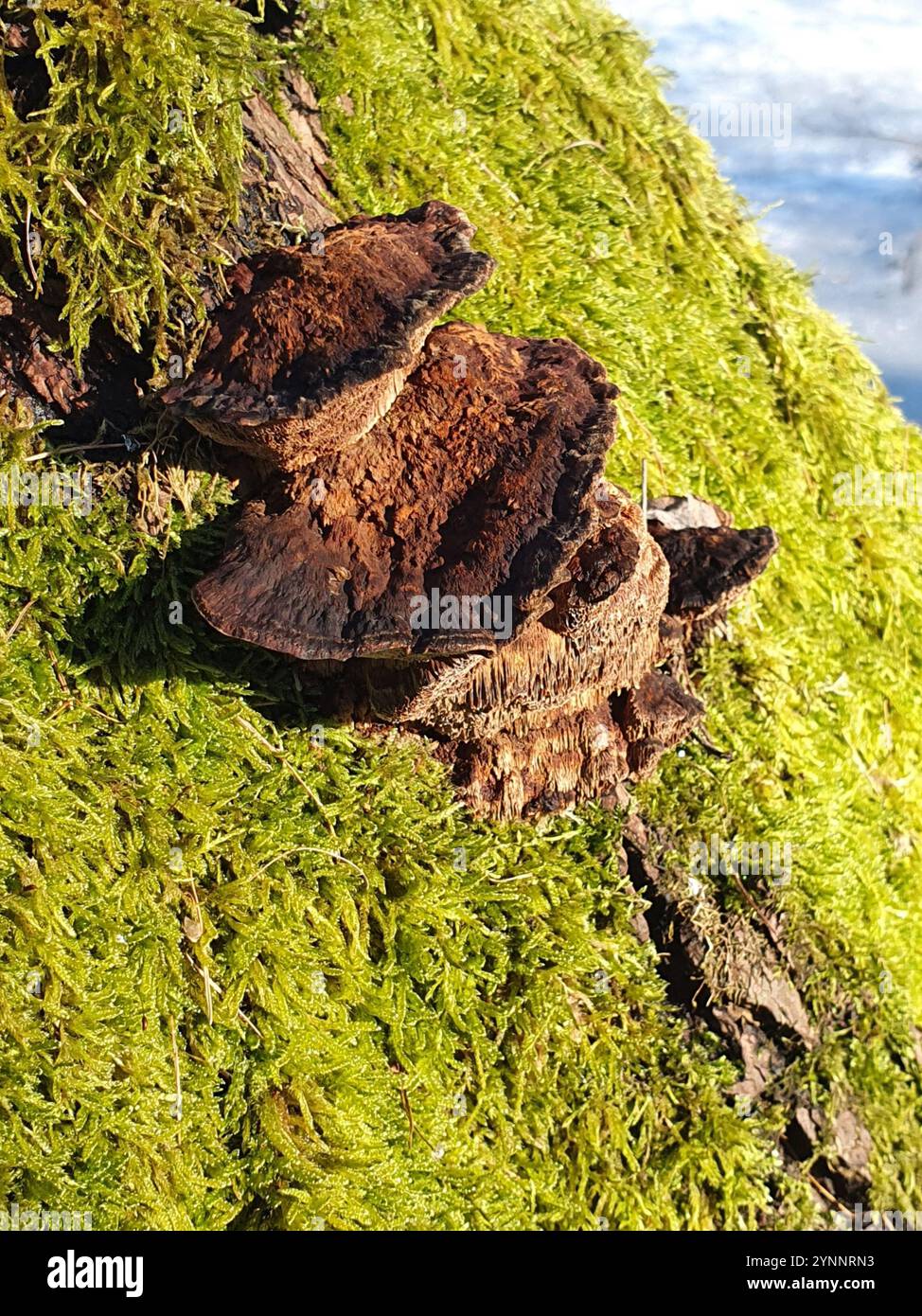 Alder Bracket (Mensularia radiata Stock Photo - Alamy