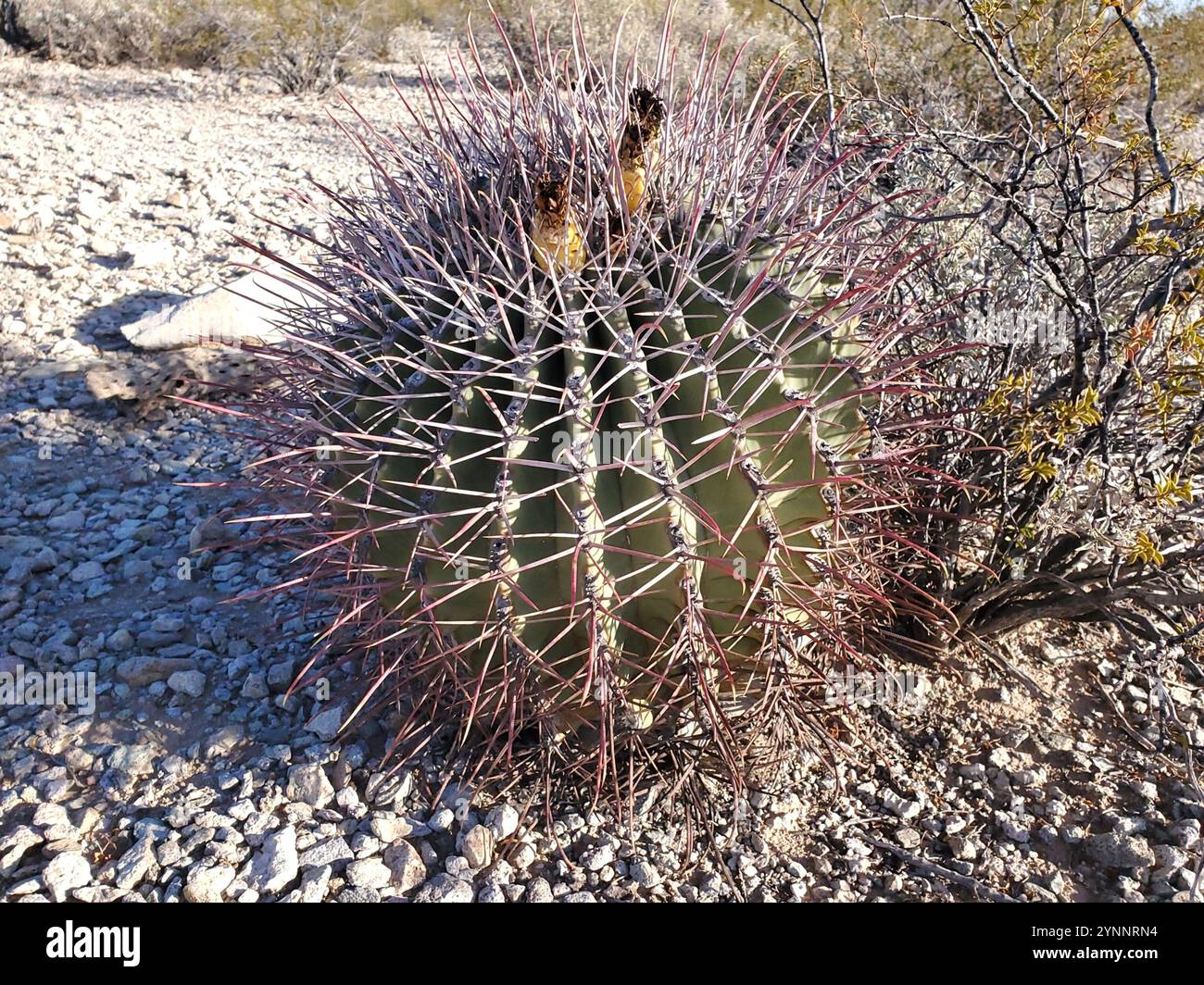 Emory's barrel cactus (Ferocactus emoryi Stock Photo - Alamy