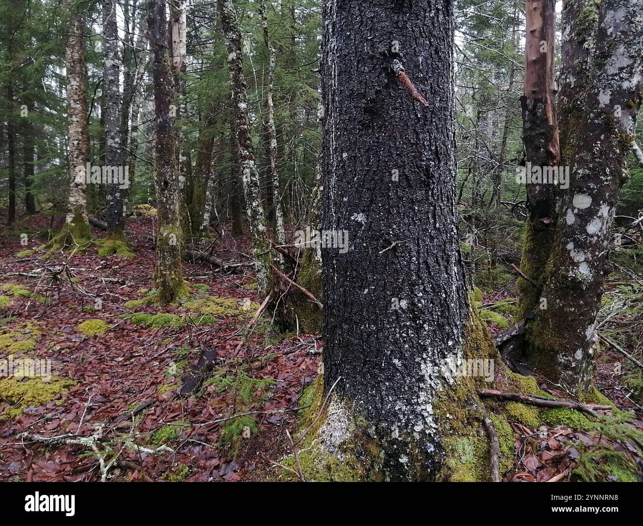 red spruce (Picea rubens Stock Photo - Alamy
