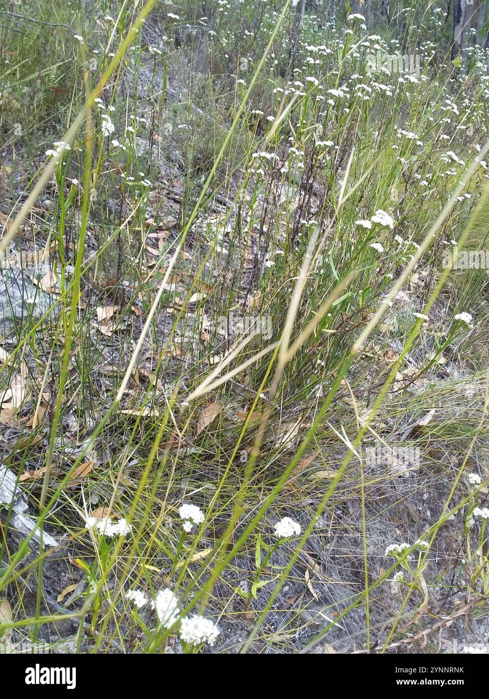 wiry spear-grass (Austrostipa muelleri Stock Photo - Alamy