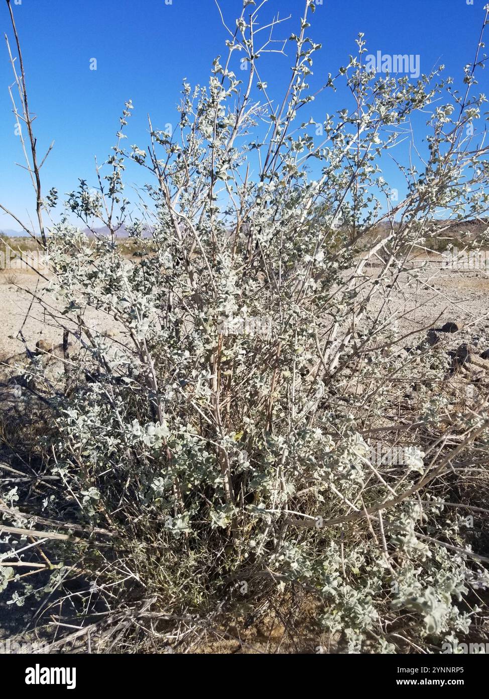 desert lavender (Condea emoryi Stock Photo - Alamy