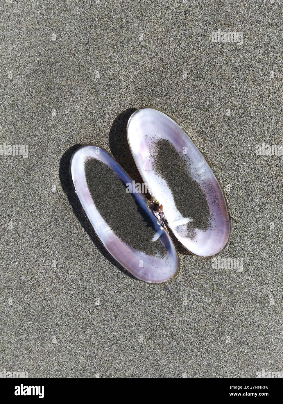 Pacific Razor Clam (Siliqua patula Stock Photo - Alamy