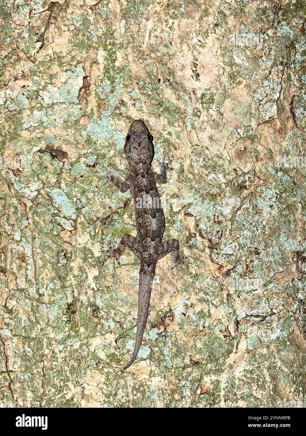Tropical House Gecko (Hemidactylus mabouia Stock Photo - Alamy