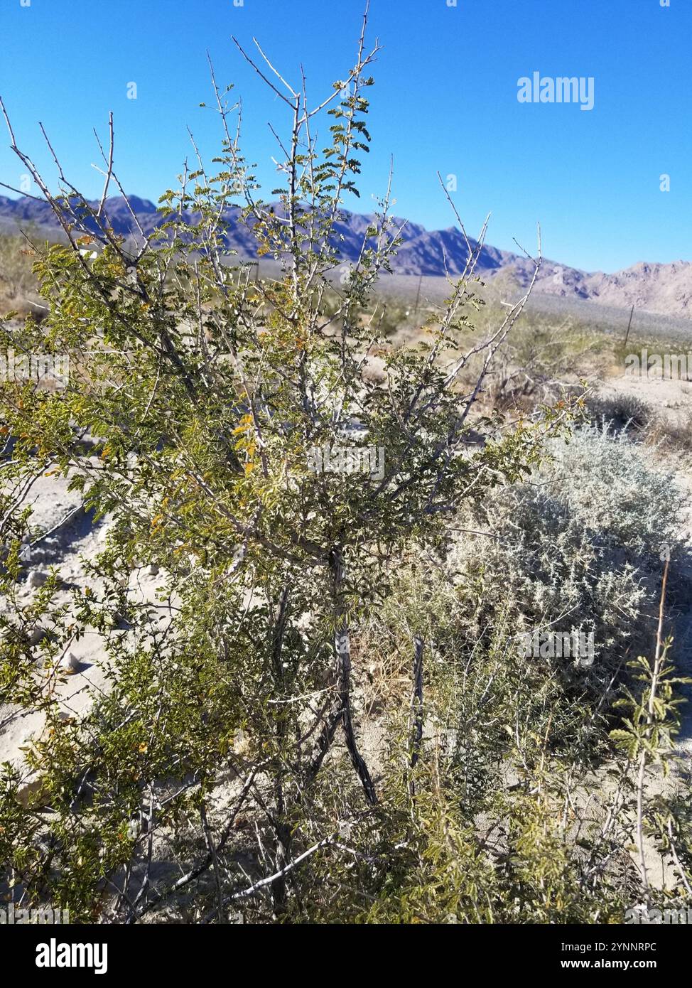Catclaw Acacia (Senegalia greggii Stock Photo - Alamy