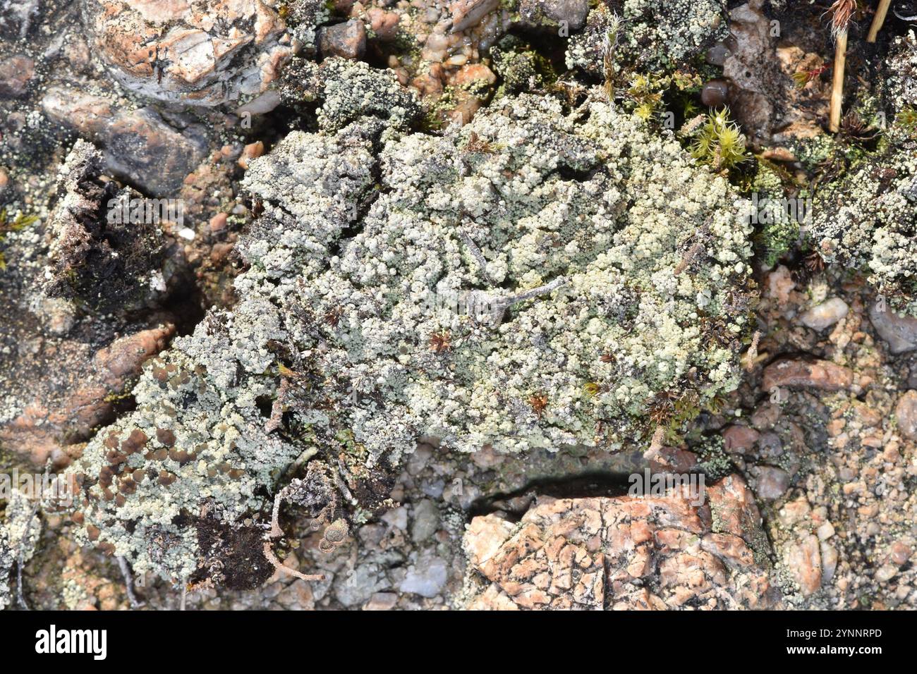 Granular Mottled-disk Lichen (Trapeliopsis granulosa Stock Photo - Alamy