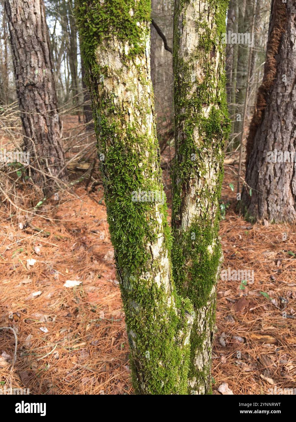 fan moss (Forsstroemia trichomitria Stock Photo - Alamy