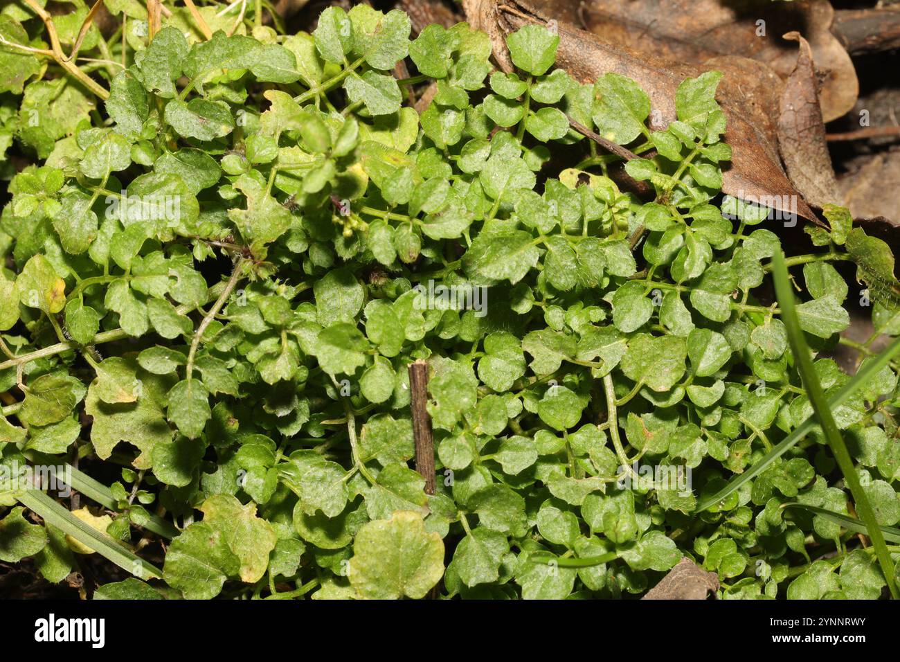 wavy bittercress (Cardamine flexuosa Stock Photo - Alamy