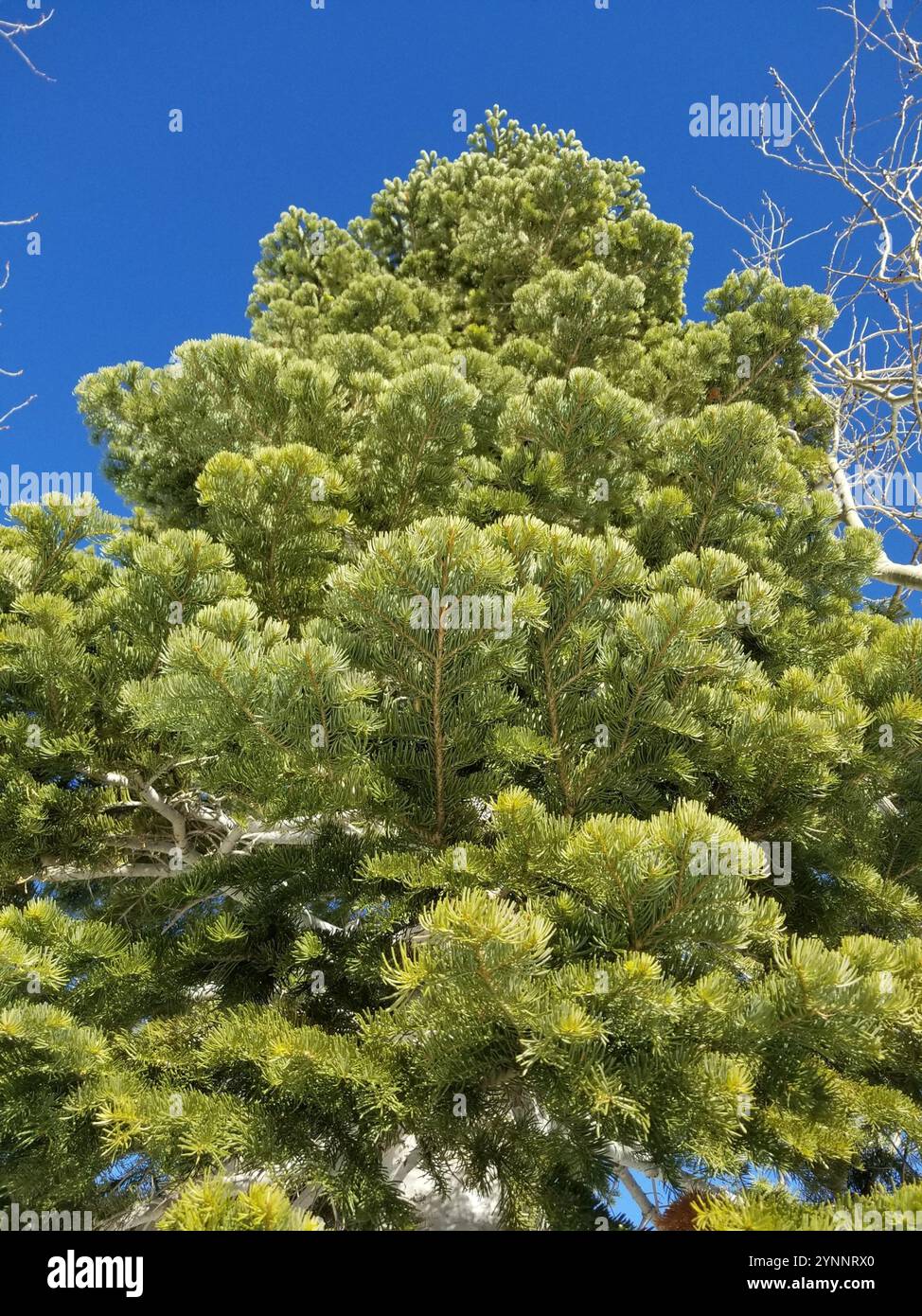 red fir (Abies magnifica Stock Photo - Alamy