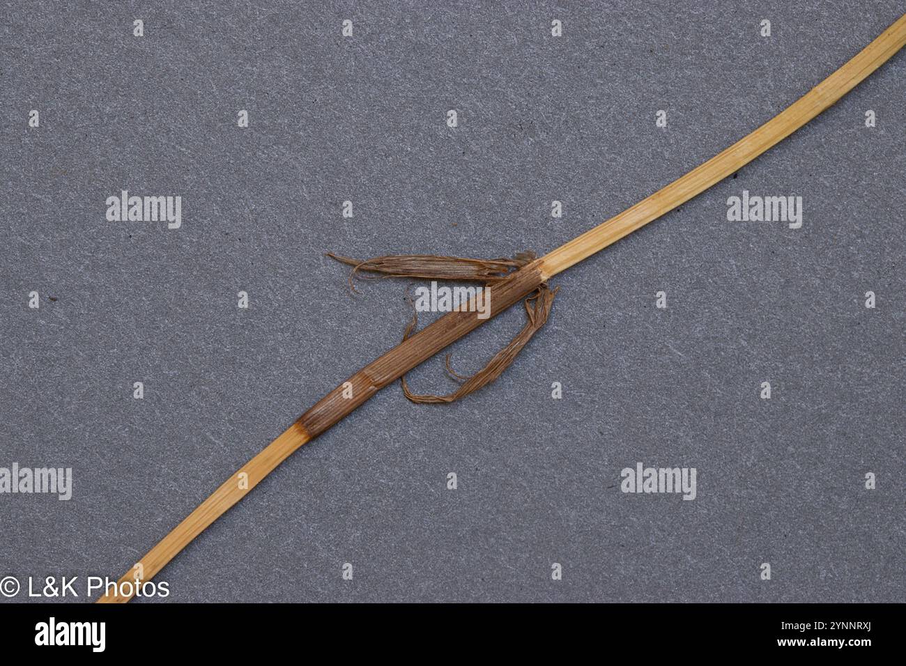 creeping sedge (Carex chordorrhiza Stock Photo - Alamy