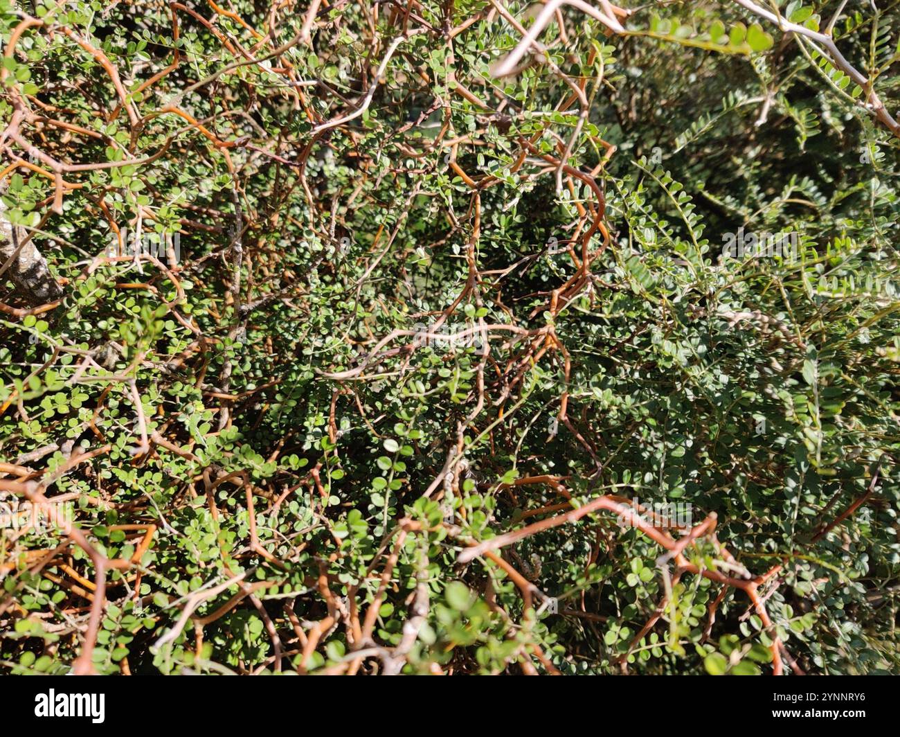 Small-leaved kowhai (Sophora microphylla Stock Photo - Alamy