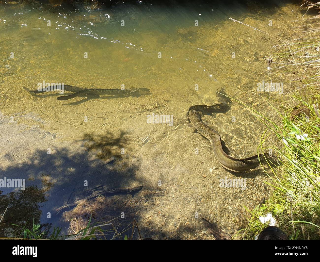 New Zealand Longfin Eel (Anguilla dieffenbachii Stock Photo - Alamy