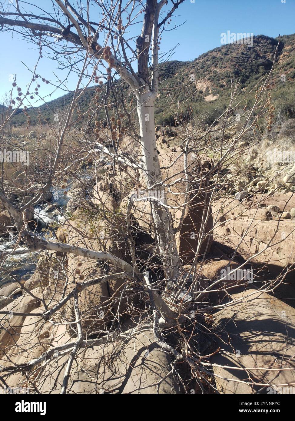 western sycamore (Platanus racemosa Stock Photo - Alamy