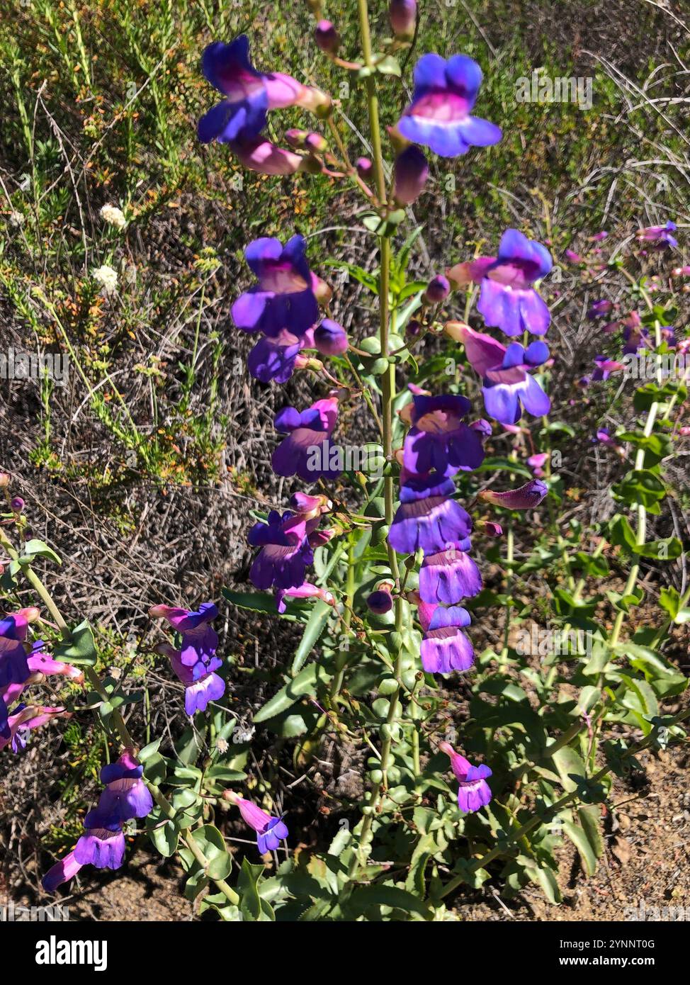 Showy Penstemon (Penstemon spectabilis Stock Photo - Alamy