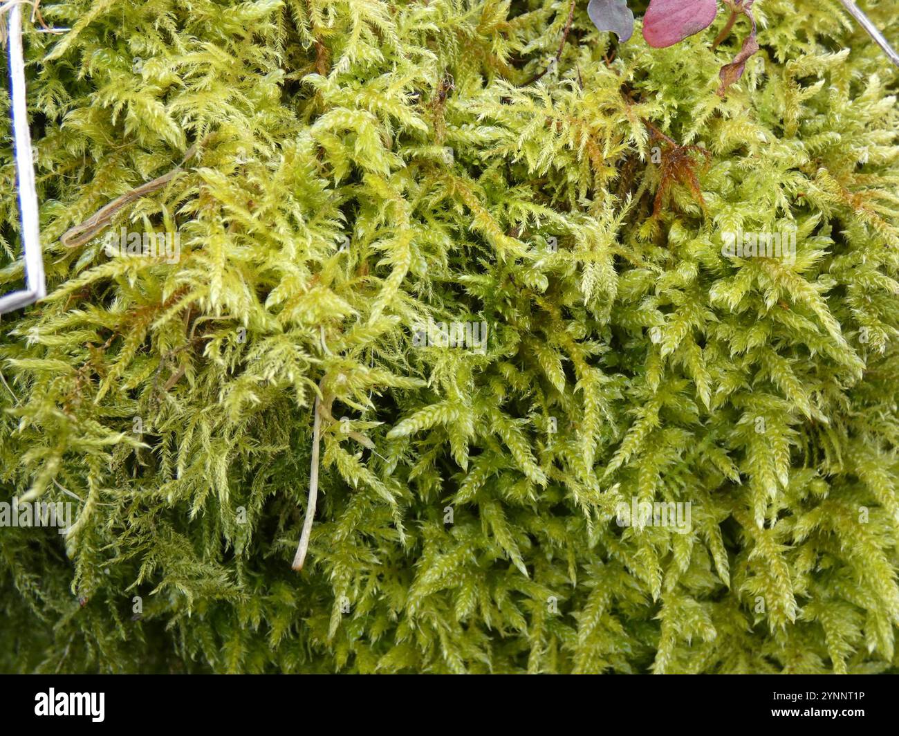 Red-stemmed Feather Moss (Pleurozium schreberi Stock Photo - Alamy