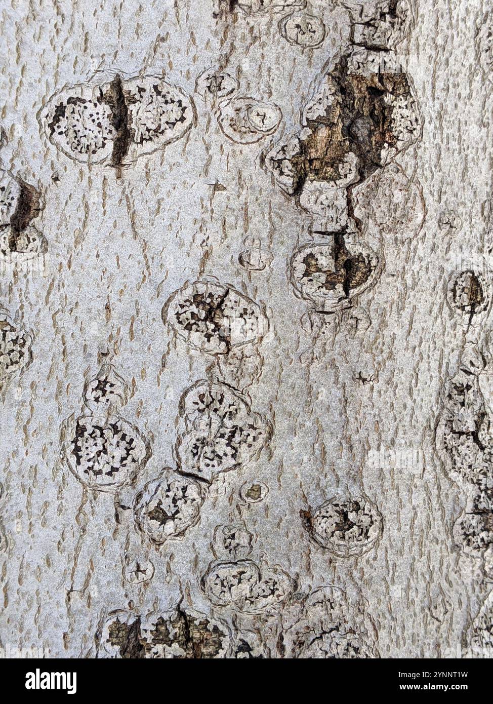Beech Bark Canker Fungus (Neonectria faginata Stock Photo - Alamy
