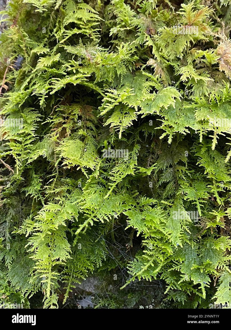 Common Tamarisk-moss (Thuidium tamariscinum Stock Photo - Alamy