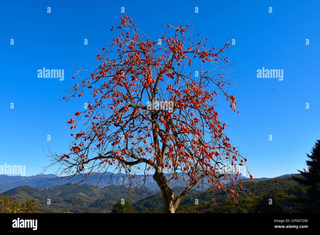 Kaki persimmon (Diospyros kaki) tree full of fruit Stock Photo - Alamy