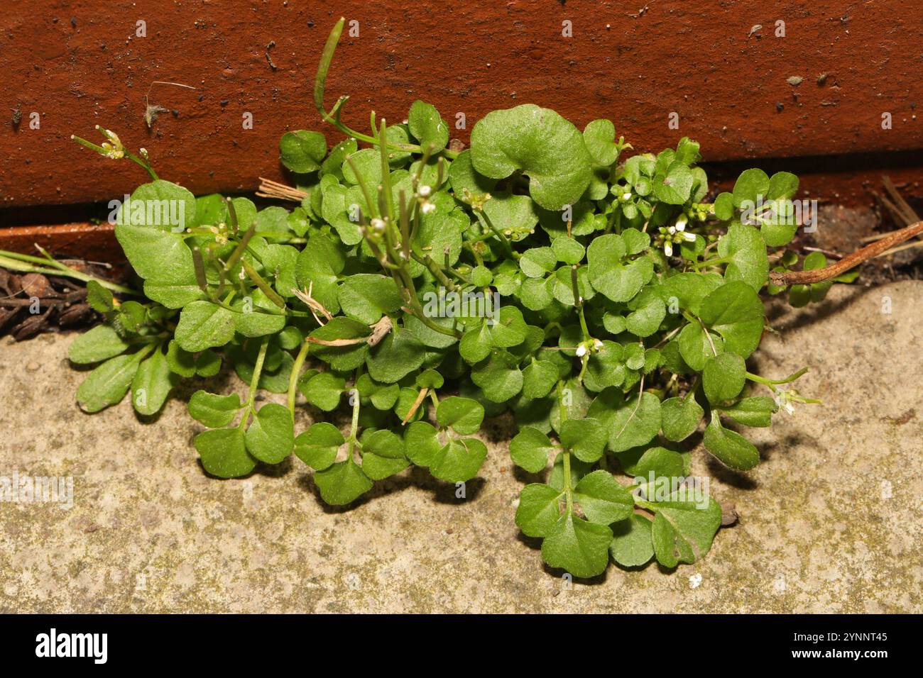 hairy bittercress (Cardamine hirsuta Stock Photo - Alamy