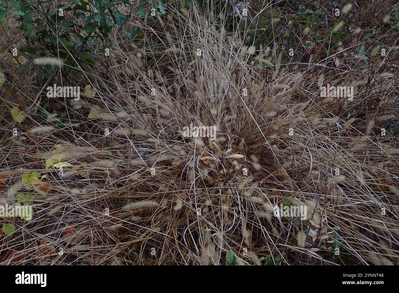 knotroot bristlegrass (Setaria parviflora Stock Photo - Alamy