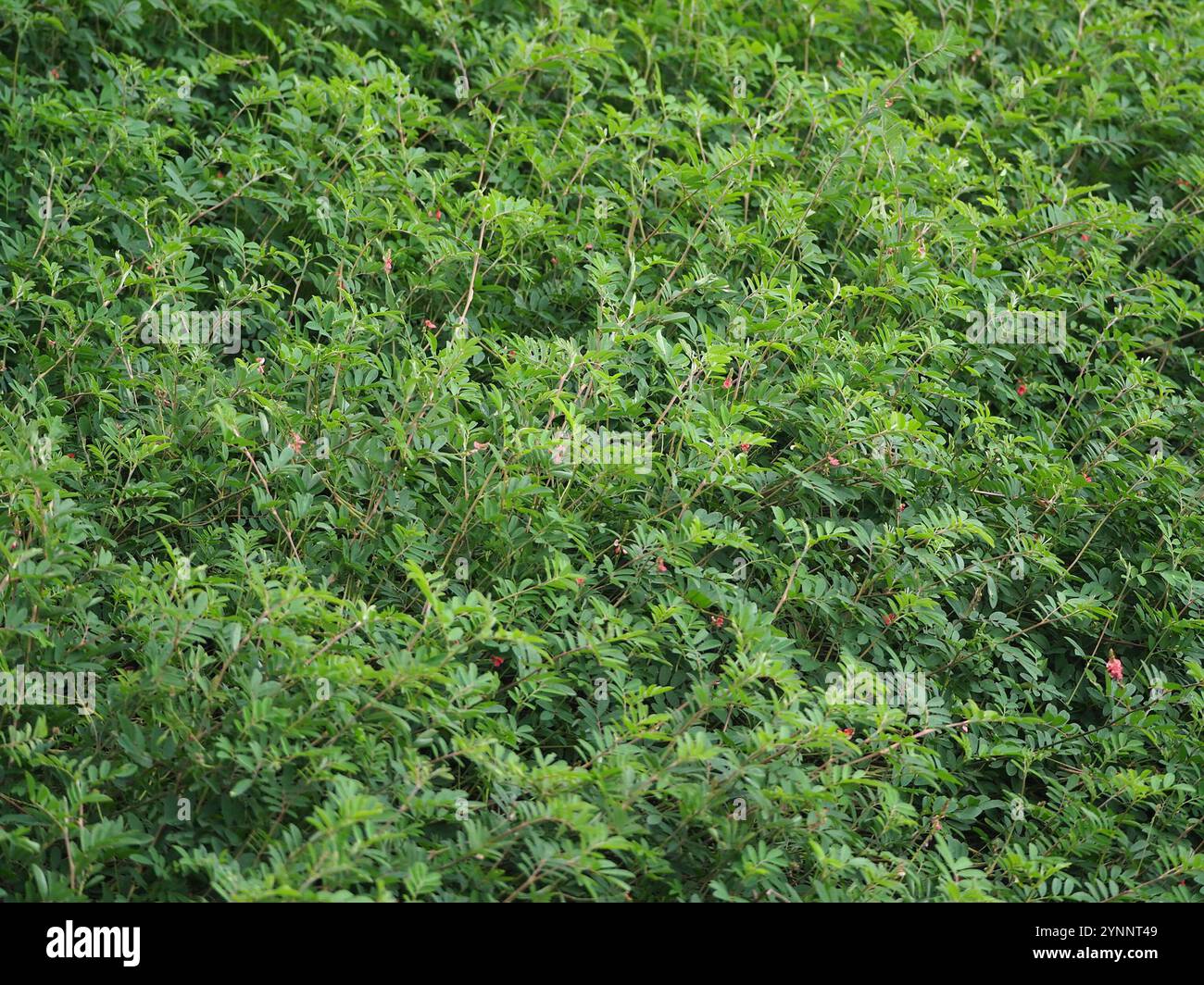 Creeping Indigo (Indigofera spicata Stock Photo - Alamy