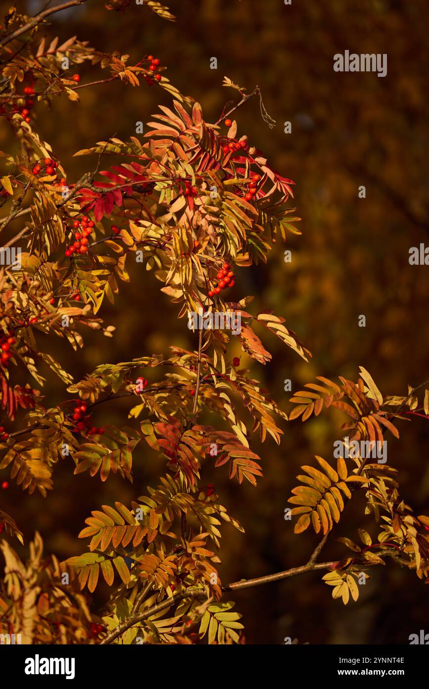 Vibrant autumn leaves and red berries create a stunning display of ...