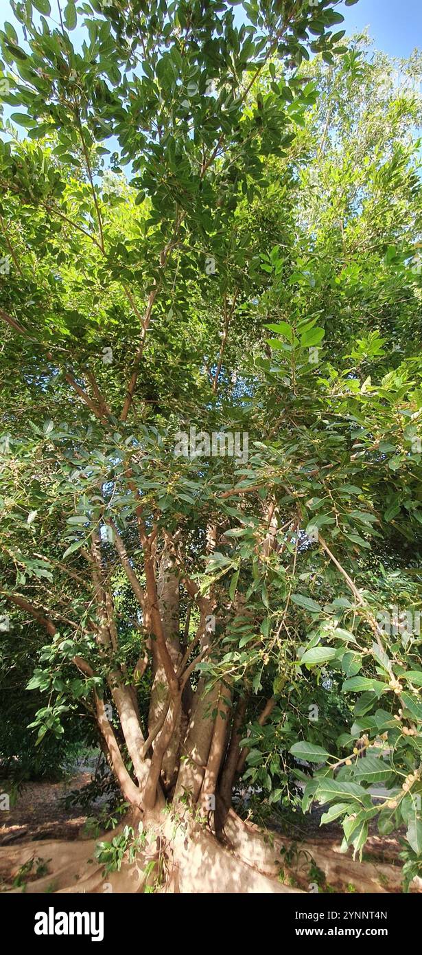 White fig (Ficus virens Stock Photo - Alamy