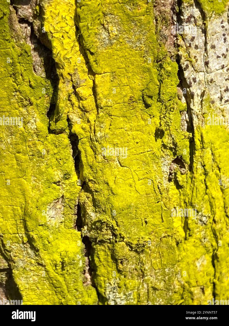 Common Gold-dust (Chrysothrix xanthina Stock Photo - Alamy