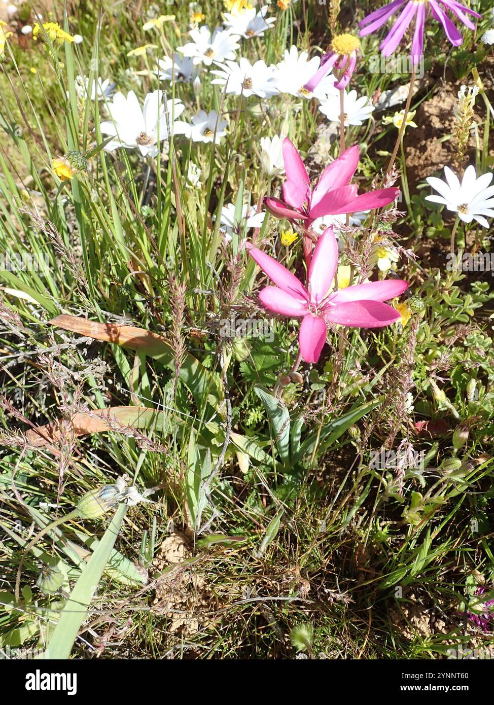 Pink Eveninglily (Hesperantha pauciflora Stock Photo - Alamy