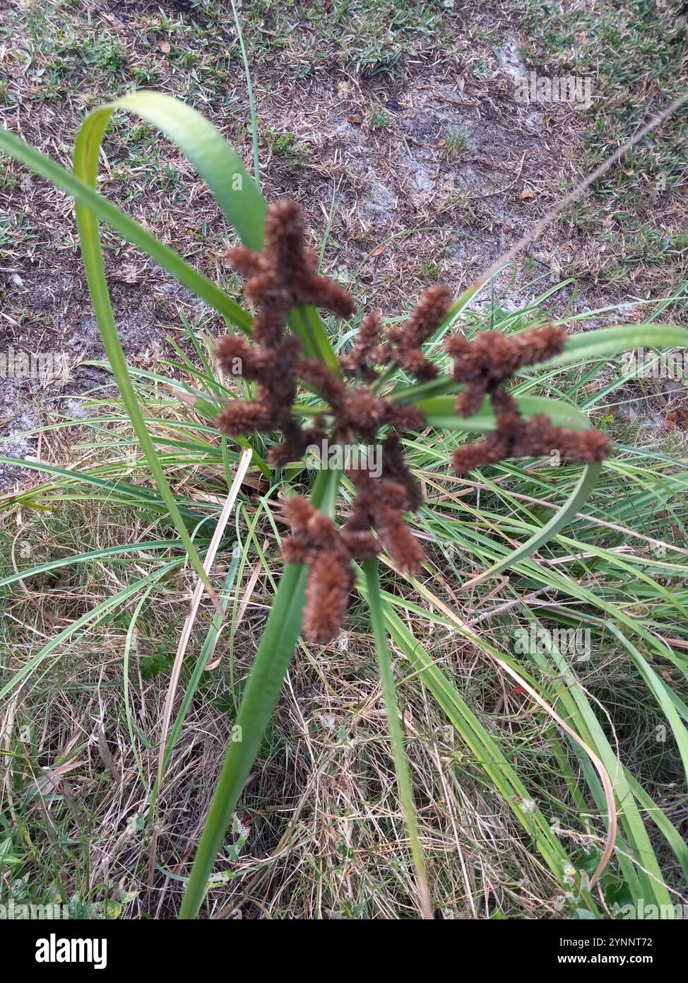 Swamp Flatsedge (Cyperus ligularis Stock Photo - Alamy