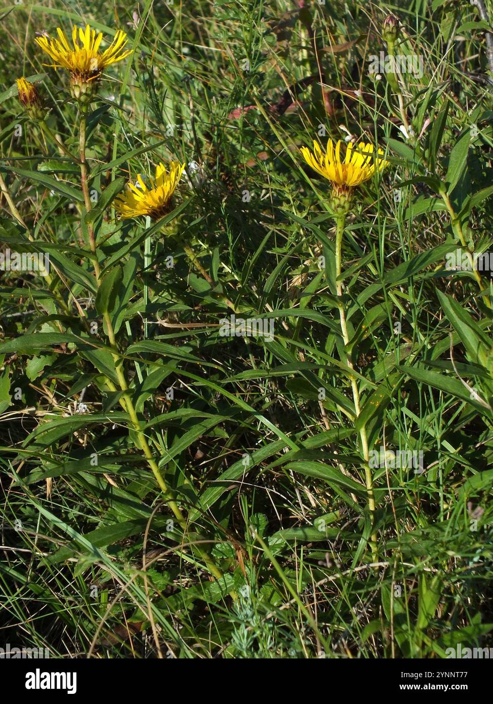 Sword-leaved Inula (Pentanema ensifolium Stock Photo - Alamy