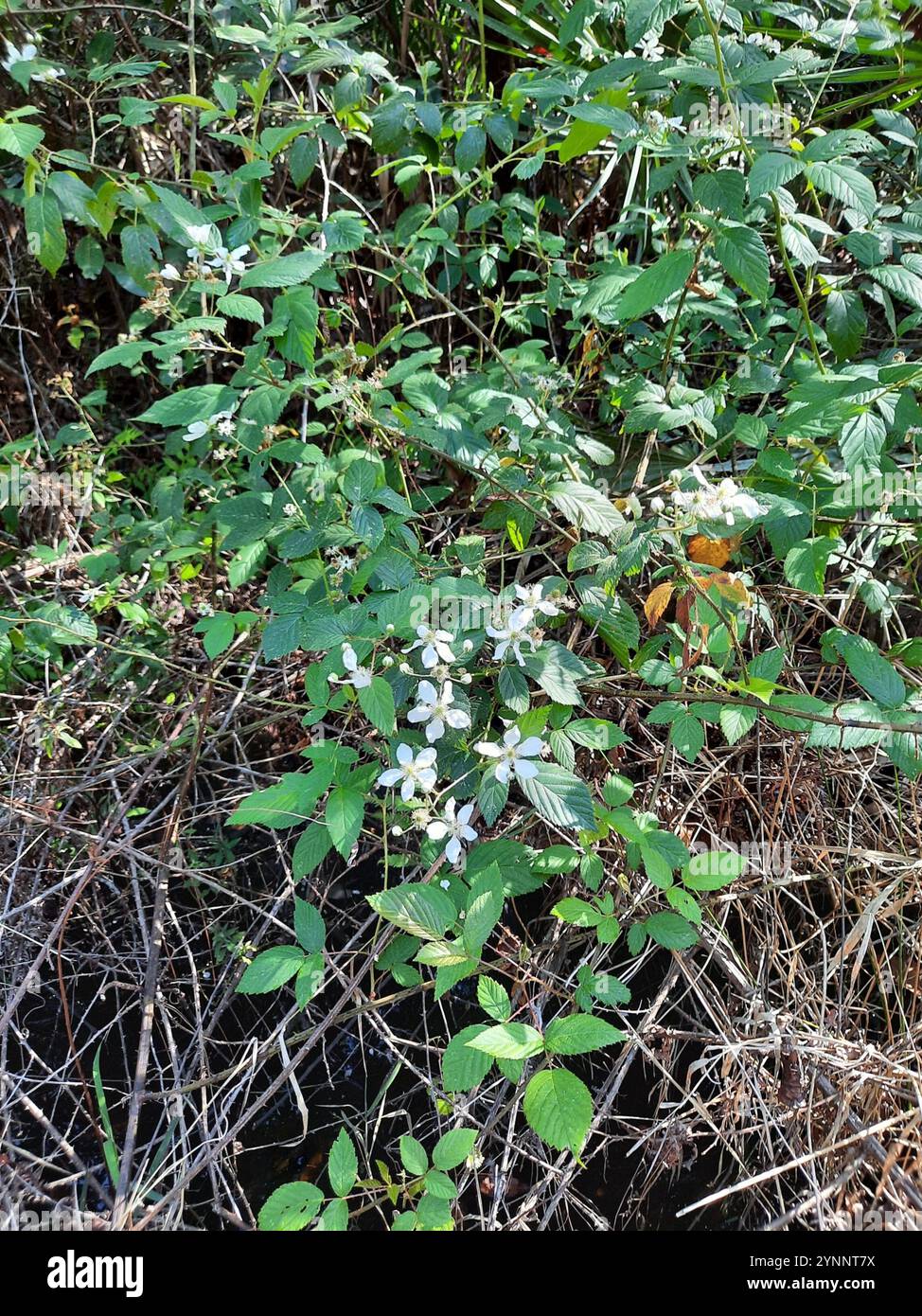 Pensilvanicus hi-res stock photography and images - Alamy