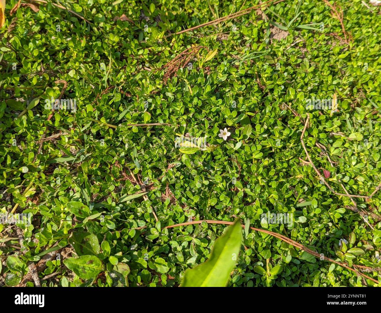 Herb-of-Grace (Bacopa monnieri Stock Photo - Alamy