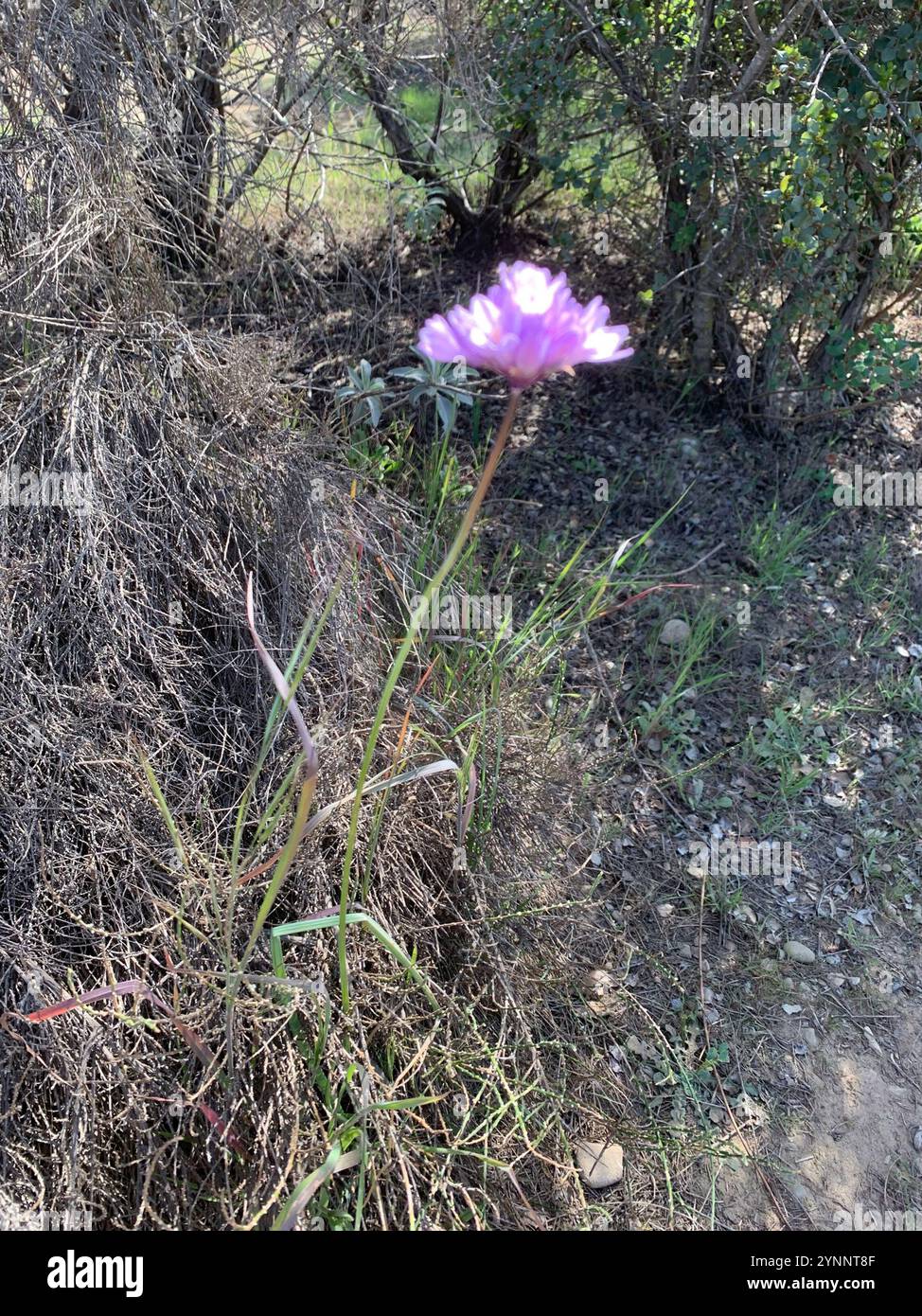 (Dipterostemon capitatus capitatus Stock Photo - Alamy