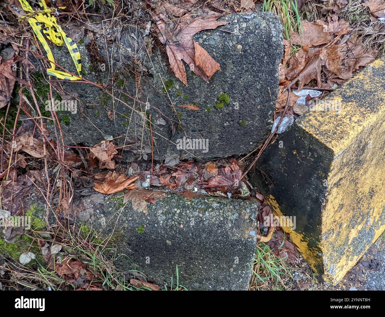 Papillose Bloom Moss (Schistidium papillosum Stock Photo - Alamy