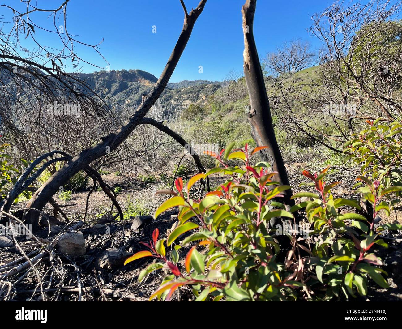 laurel sumac (Malosma laurina Stock Photo - Alamy