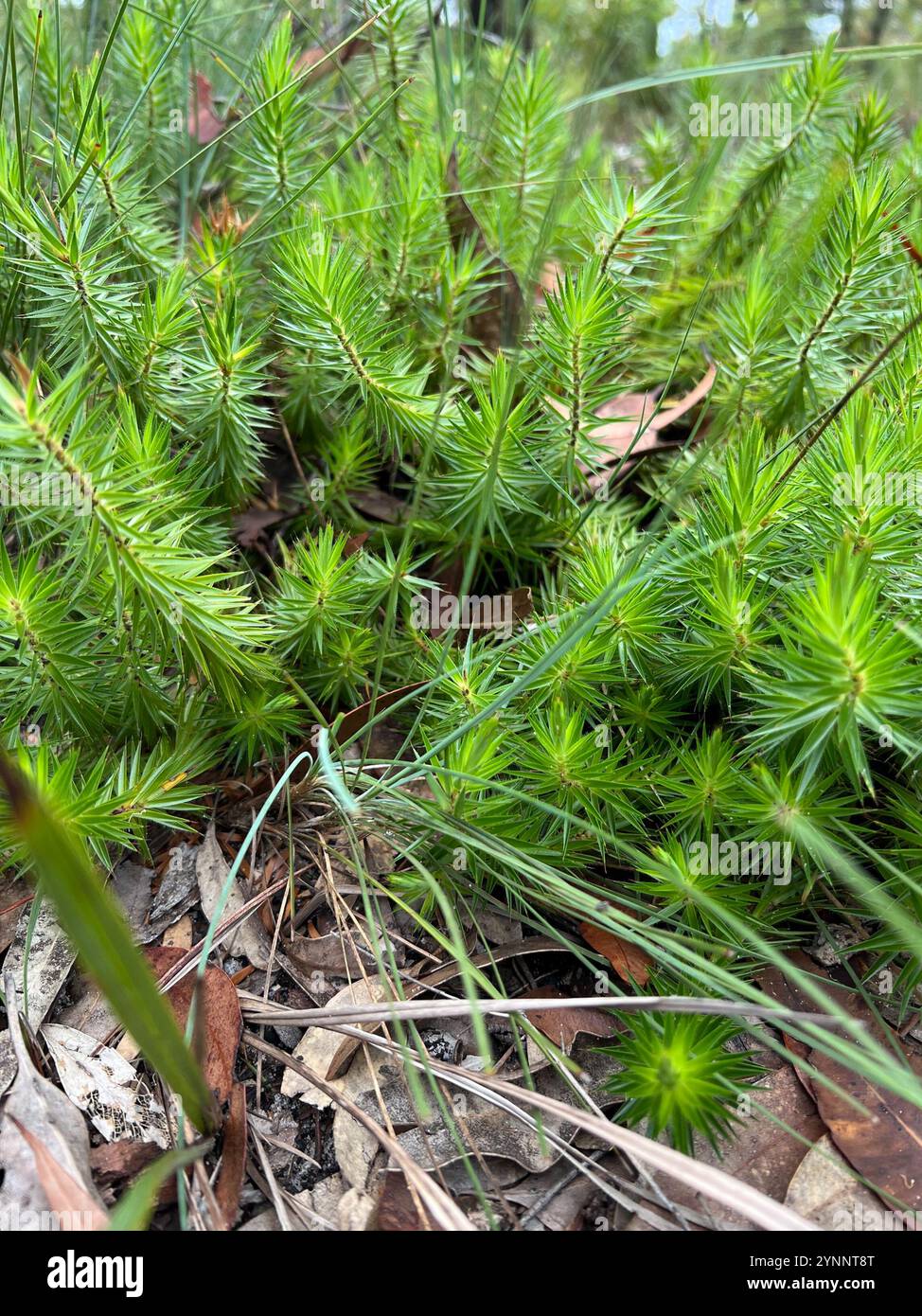 Jam Tarts (Melichrus procumbens Stock Photo - Alamy