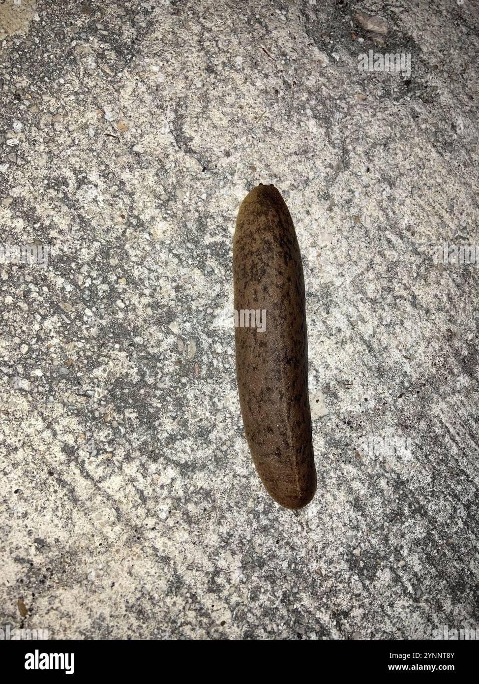 Florida Leatherleaf Slug (Leidyula floridana Stock Photo - Alamy