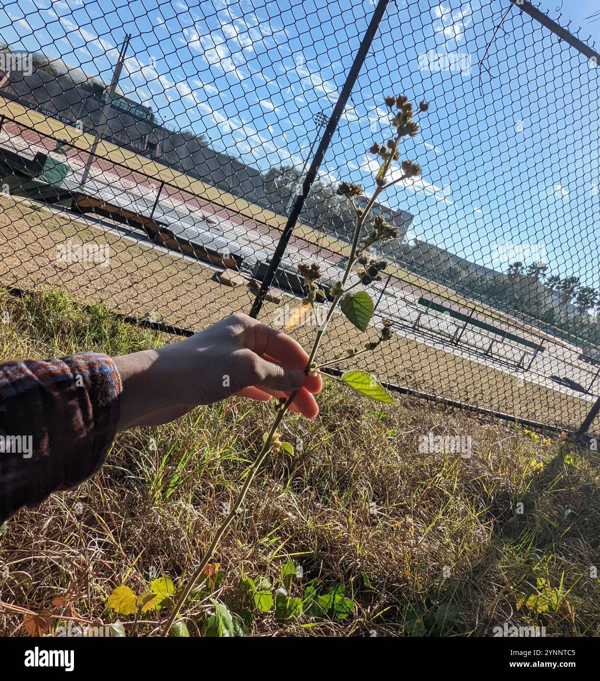 Flannel weed hi-res stock photography and images - Alamy