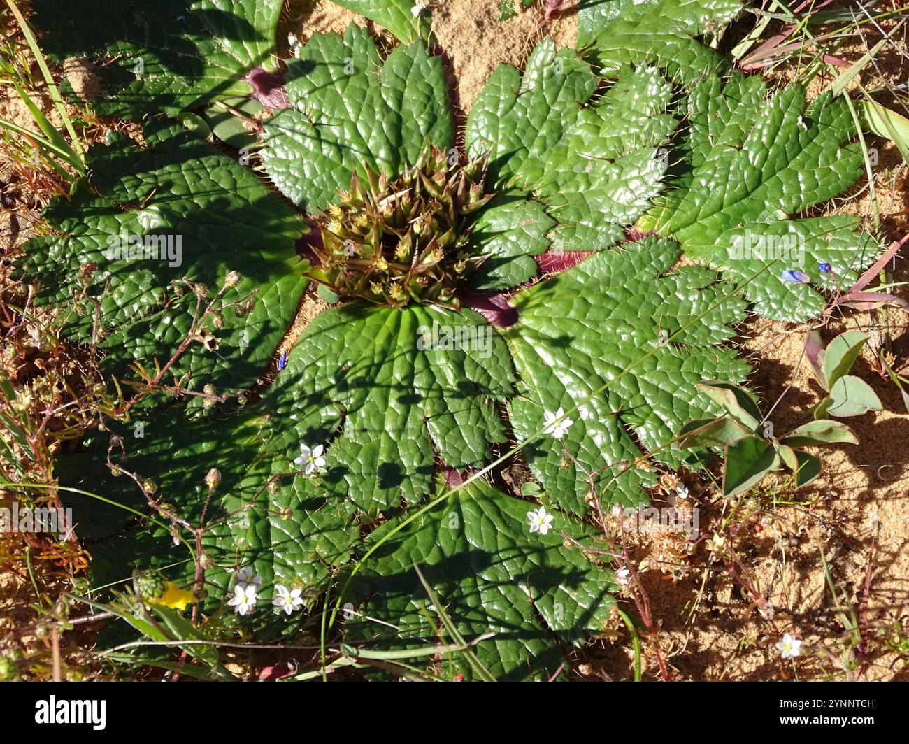Arctopus echinatus hi-res stock photography and images - Alamy