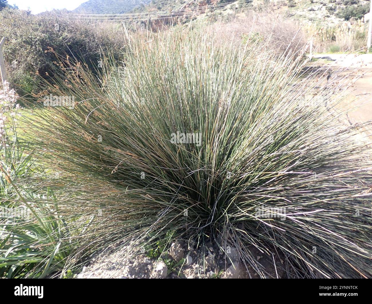 spiny rush (Juncus acutus Stock Photo - Alamy