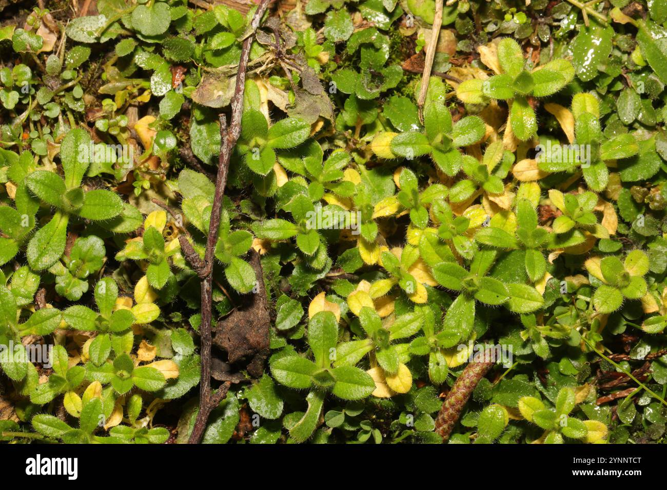 Common mouse-ear chickweed (Cerastium fontanum Stock Photo - Alamy