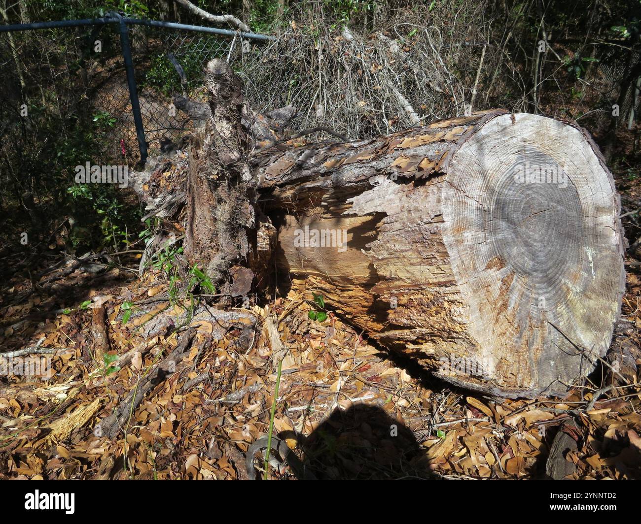 loblolly pine (Pinus taeda Stock Photo - Alamy